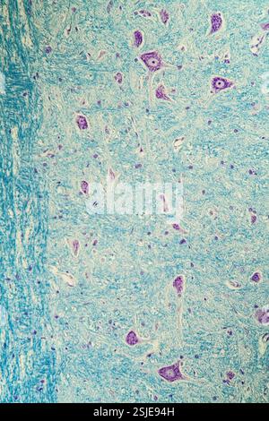 Rat nerve cells under the microscope 200x Stock Photo - Alamy