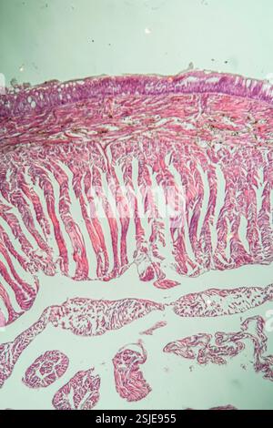 Earthworm histology cross section 10th segment 100x Stock Photo - Alamy