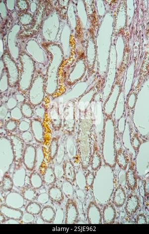 Healthy lung tissue under the microscope 200x Stock Photo - Alamy