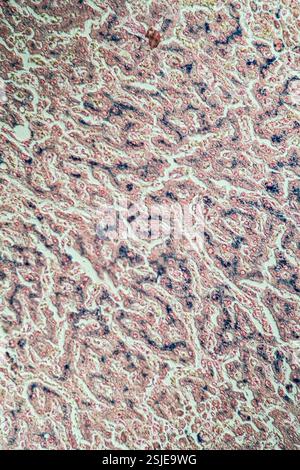 Liver under the microscope 200x Stock Photo - Alamy