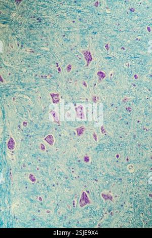 Rat nerve cells under the microscope 200x Stock Photo - Alamy