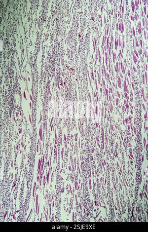 medicine microscope microscopy histology heart coronary artery vein ...