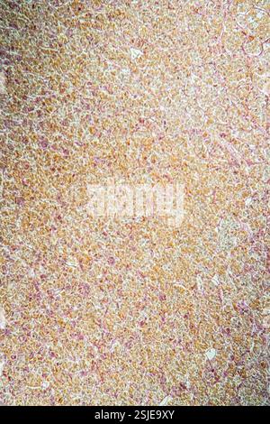 Pituitary pituitary gland under the microscope 100x Stock Photo - Alamy