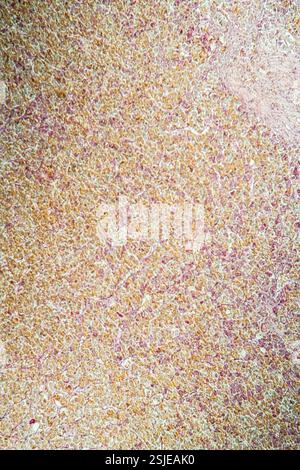 Pituitary gland under the microscope 100x Stock Photo - Alamy