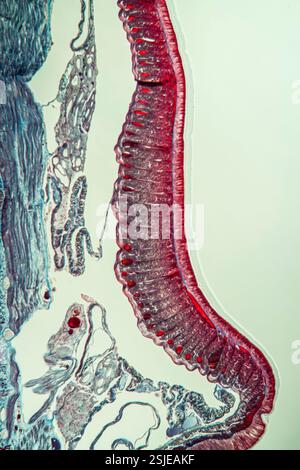 Earthworm histology cross section 10th segment 100x Stock Photo - Alamy