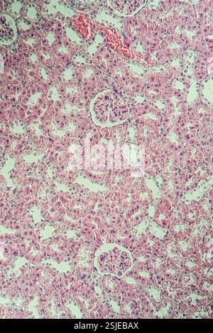 Renal cortex under the microscope 200x Stock Photo - Alamy