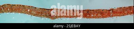 Weeping willow leaf cross section 100x Stock Photo - Alamy