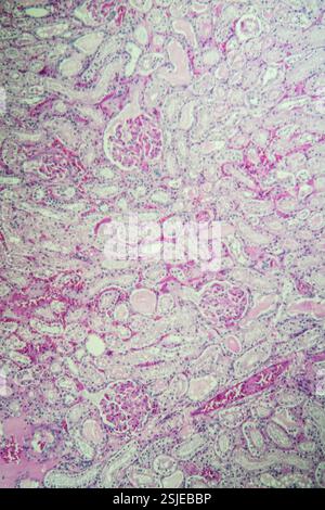 Mouse renal cortex under the microscope 100x Stock Photo - Alamy