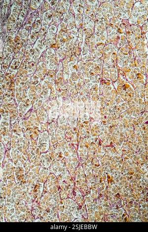 Pituitary gland under the microscope 200x Stock Photo - Alamy