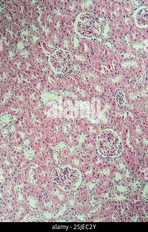 Kidney cortex under the microscope 200x Stock Photo - Alamy