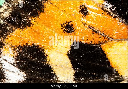 Small fox, wings with markings and scales Stock Photo - Alamy