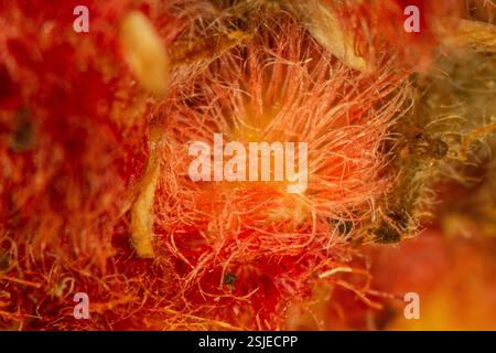 bright red plant fibers of a flower under the microscope Stock Photo ...
