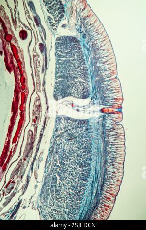 Earthworm histology cross section 10th segment 100x Stock Photo - Alamy