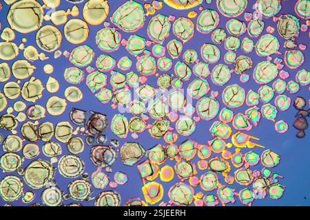 Caffeine crystals in polarized light Stock Photo - Alamy
