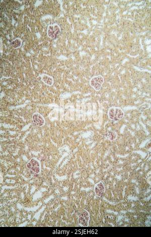 Renal cortex under the microscope 100x Stock Photo - Alamy