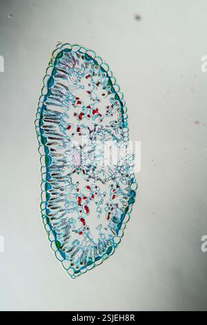 Erika sheets horizontal 100x Stock Photo - Alamy