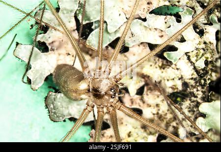 Trembler spider with thorax, abdomen, ocelli and mouthparts Stock Photo ...