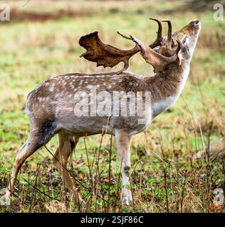 Fallow deer in its natural habitat in Denmark Stock Photo - Alamy