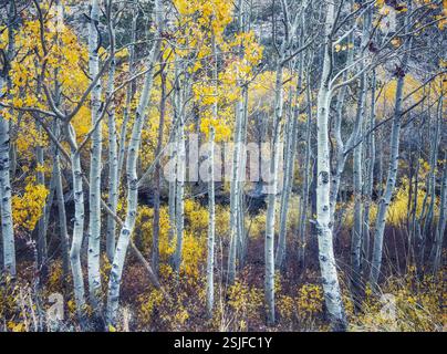 A photograph captures a dense grove of aspen trees in their autumnal ...