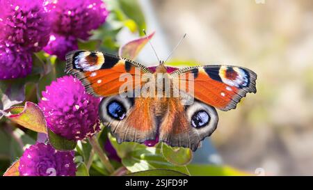 A peacock butterfly on pink flowers against soft bokeh Stock Photo - Alamy