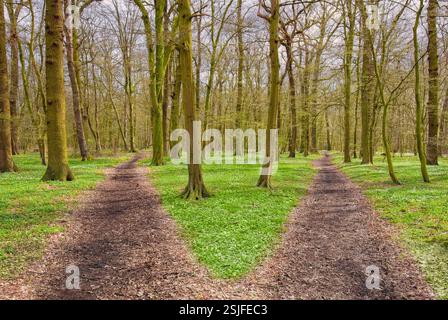 Path splits in the forest with two options Stock Photo - Alamy