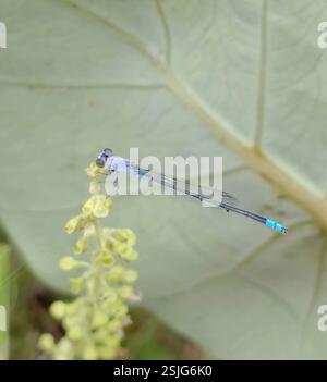 Dusky Lilysquatter (Paracercion calamorum), Insecta, Hangzhou, CN-ZJ ...