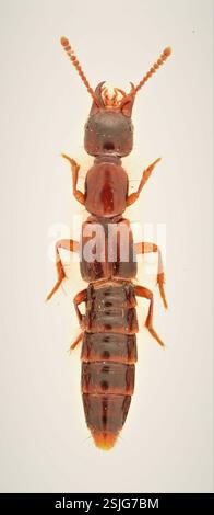 (Atrecus macrocephalus), Insecta, Port-Cartier, QC, Canada Stock Photo ...