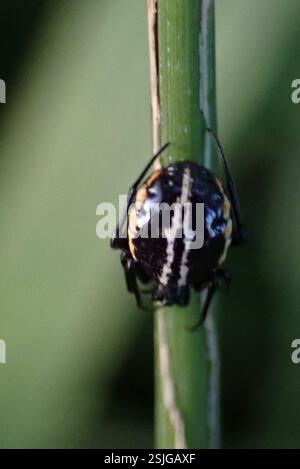 (Hypsosinga lithyphantoides), Arachnida, Sabiepark, Sabie Park, 1260 ...