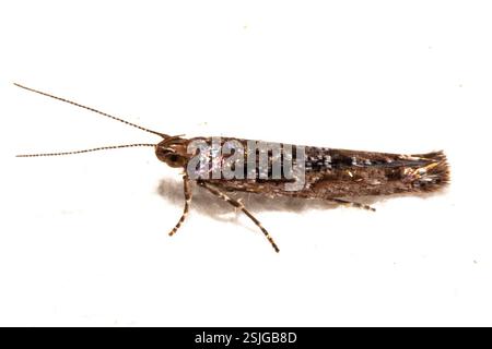 (Chrysorthenches porphyritis), Insecta, Omarama, New Zealand, Alpine ...