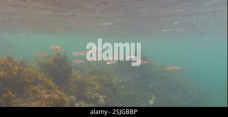 Reef Squids (Sepioteuthis), Mollusca, Manly, AU-NS, AU, southern ...