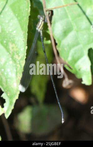 Bromeliad Helicopter (Mecistogaster modesta), Insecta, Heredia Province ...