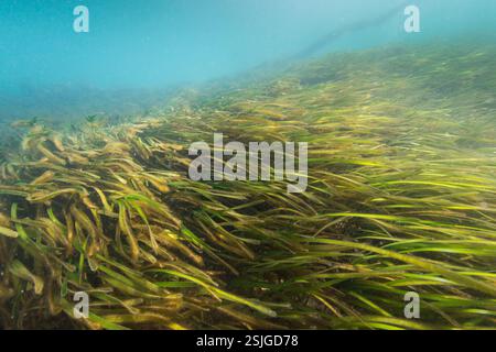 Common Eelgrass (Zostera marina) growing in shallow waters off Guernsey ...