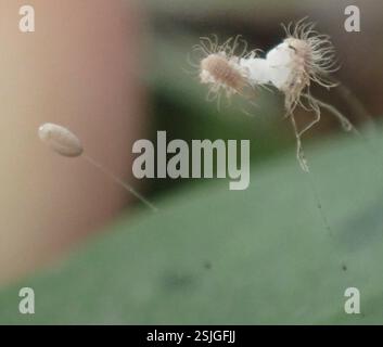 Green Lacewings (Chrysopidae), Insecta, Wynyard TAS 7325, Australia ...