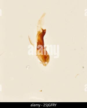 (Atrecus macrocephalus), Insecta, Port-Cartier, QC, Canada Stock Photo ...
