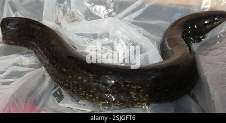 Greater Siren (Siren lacertina), Amphibia, River Rd. Preserve: Putnam ...