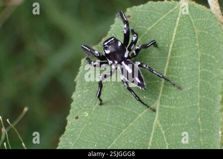 (Hyllus argyrotoxus), Arachnida, Sabiepark, Sabie Park, 1260, South ...