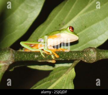 Parachuting Red-eyed Leaf Frog (Agalychnis saltator), Amphibia ...