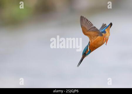 Kingfisher Diving into a Chalk stream in hertfordshire Stock Photo - Alamy