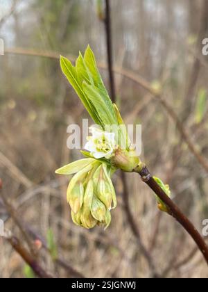 Osoberry (Oemleria cerasiformis), Plantae, Deas Island, Delta, BC, CA ...