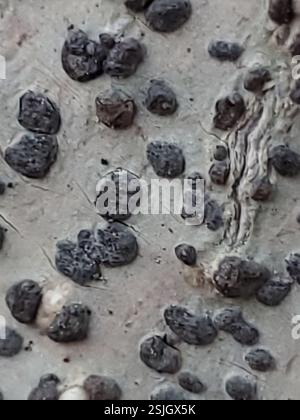 Rash Lichens (Pyrenula), Fungi, Sullivan's Island, SC, USA Stock Photo ...