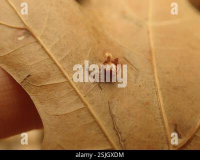 (Polystepha globosa), Insecta, Ohio, US Stock Photo - Alamy