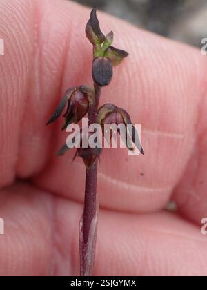 Midge Orchids (Genoplesium), Plantae, Rocky Cape TAS 7321, Australia ...