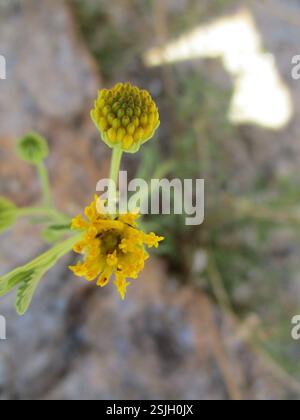 (Calostephane marlothiana), Plantae, Erongo Region, Namibia Stock Photo ...