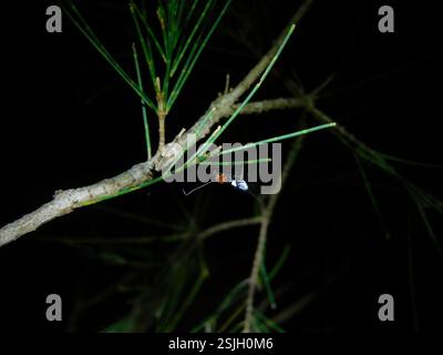 (Callibracon), Insecta, Hobart TAS, Australia Stock Photo - Alamy