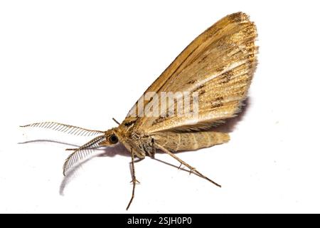 (Asaphodes abrogata), Insecta, Omarama, New Zealand, Alpine zone moths ...