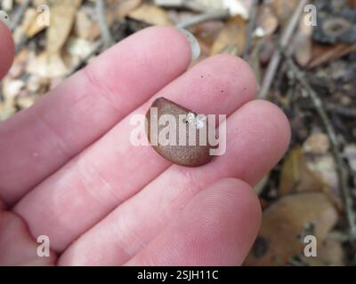Insects (Insecta), Insecta, Savannah, GA, USA, something eating a ...