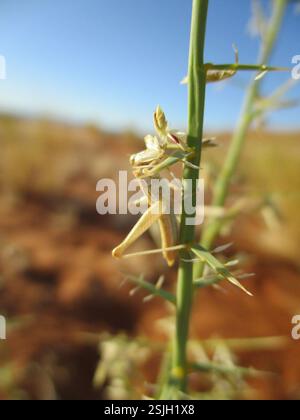 Grasshoppers (Acrididea), Insecta, Erongo Region, Namibia, Immature, on ...