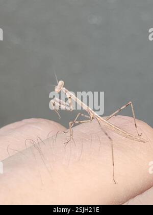 Australian Grass Mantises (Archimantis), Insecta, Maroochy - Mooloolaba ...