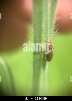 (Syneta), Insecta, Hidden Falls Regional Park, Auburn, CA, US Stock ...