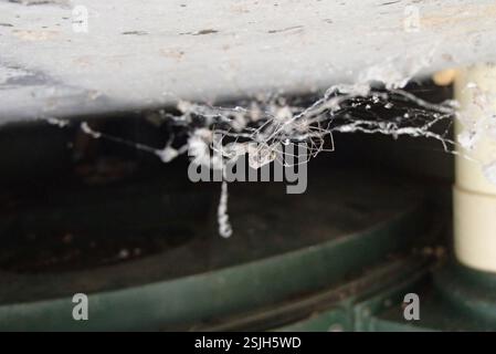 Spiders (Araneae), Arachnida, 62 Railway Parade, Wentworth Falls NSW ...